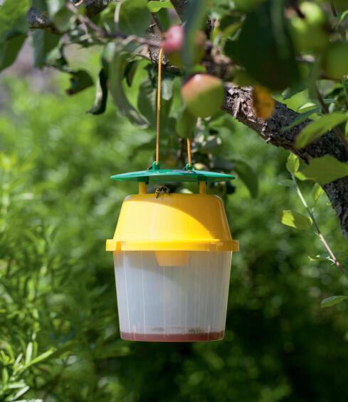 Wasp Trap, Plastic, NORTENE, 16cmx22cm, Green | LEROY MERLIN South Africa