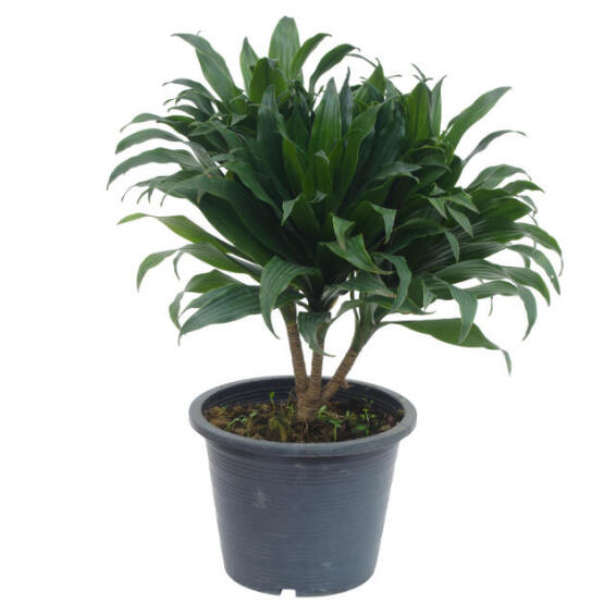 DRACAENA COMPACTA TIPS 14 CM | Leroy Merlin South Africa