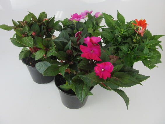 IMPATIENTS "SUNPATIENTS" 15CM | Leroy Merlin South Africa